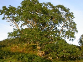 Frassino | Soliani Serramenti